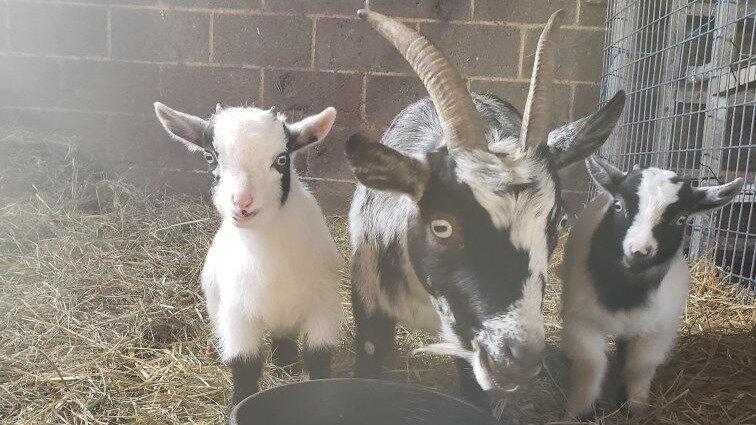 Petition update · Ivy, Simba, & Nala · Change.org