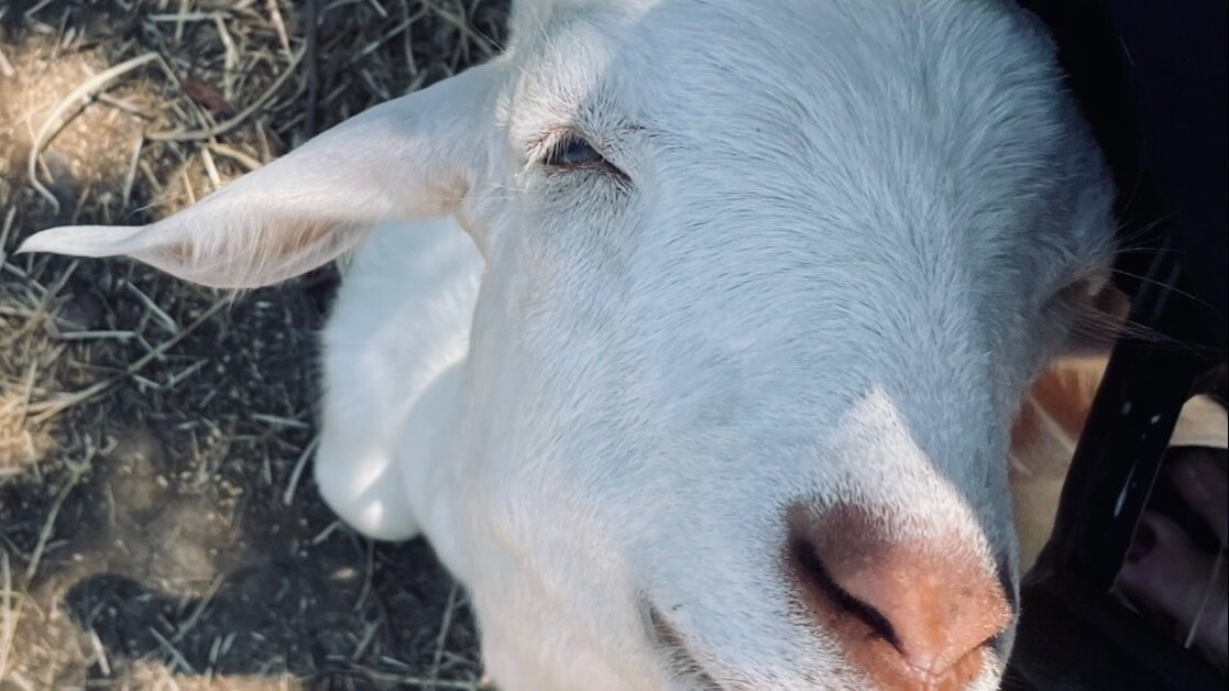 Petition · Include Mini and Dwarf Goats in the Disability and Emotional ...