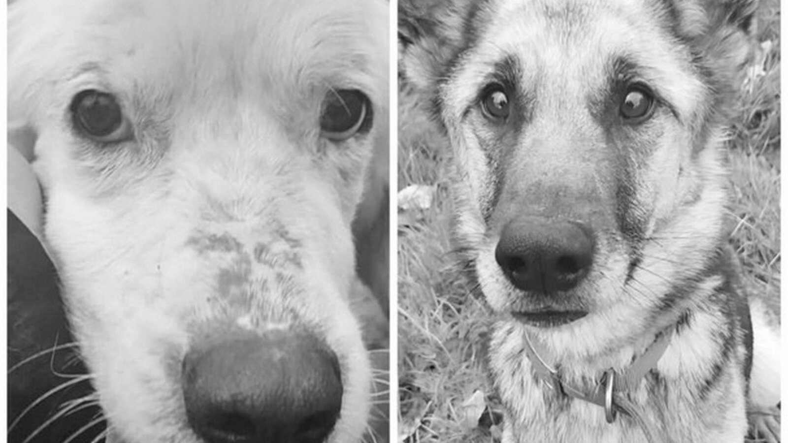 Pétition · JUSTICE POUR LILI ET LOKI - France · Change.org