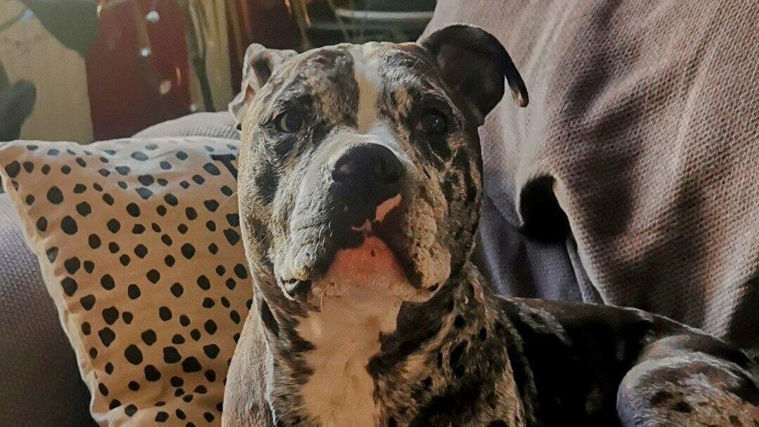 Petition · Ban the Profit-Driven Breeding of Dogs to Protect Animals ...