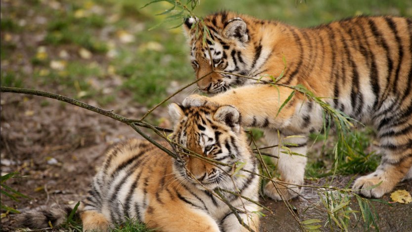Petition · Save The Tigers - Australia · Change.org