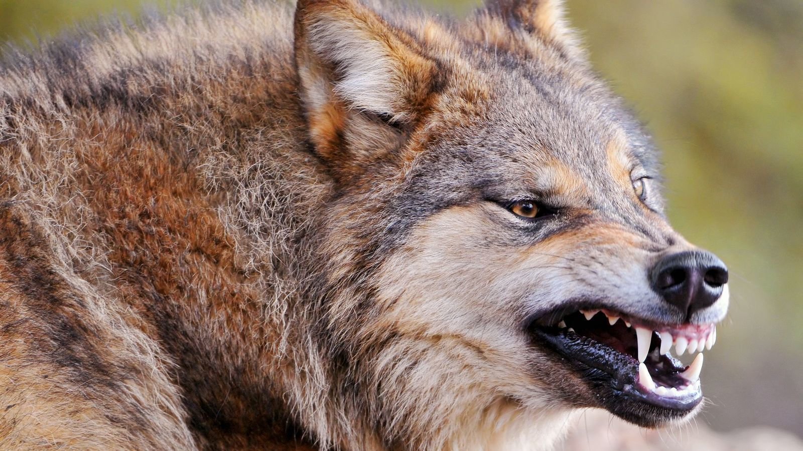 Petition · Take the wolves off the endangered species list in the Great ...