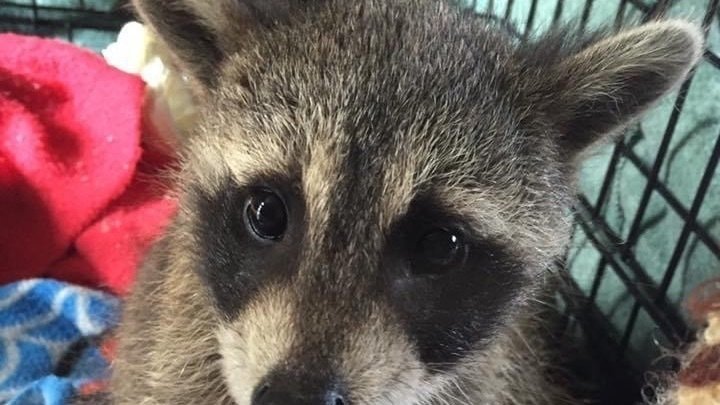 Petition · Revise Nuisance Animal Laws - United States · Change.org