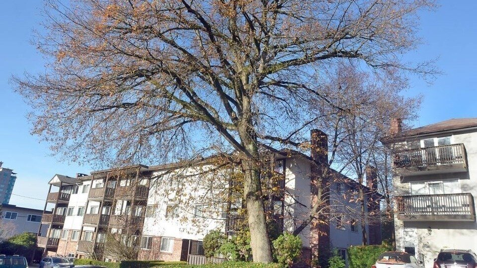 Petition · Save the Oak Tree at East 16th Before It Is Cut Down - North ...