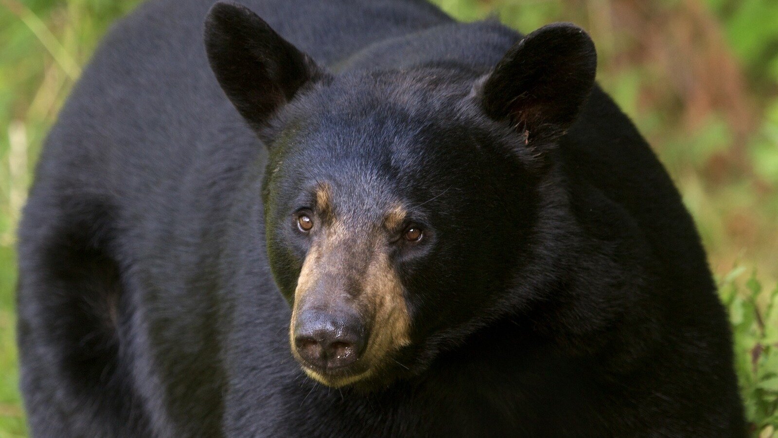 Petition update · FLORIDA BLACK BEAR UPDATE: Statewide Protests ...