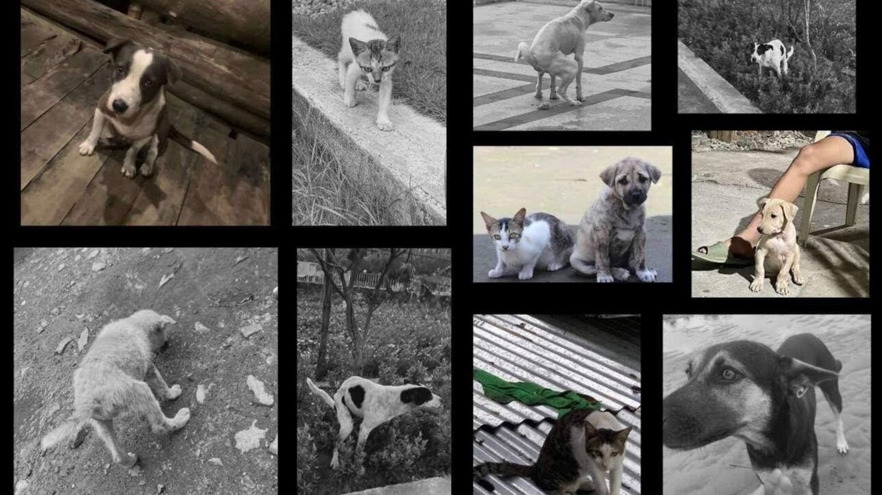 Petition · Stop The Neglect of Dogs and Cats, Which Contributes to The ...