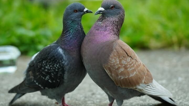 Petition · Don't cull pigeons in Cumberland Council - Australia ...