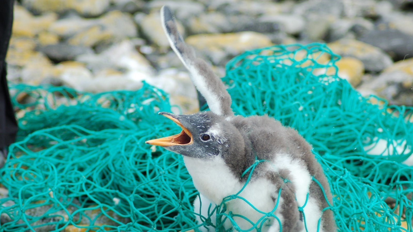 Petition · cleaner oceans for our marine animals - United Kingdom ...