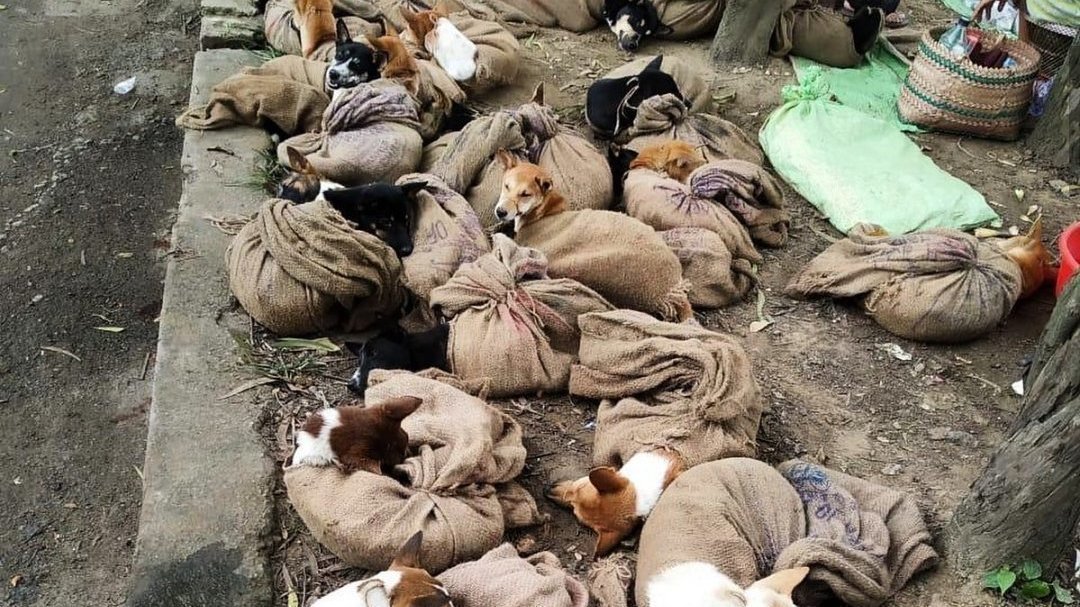 Petition · Save the Little Paws - India · Change.org