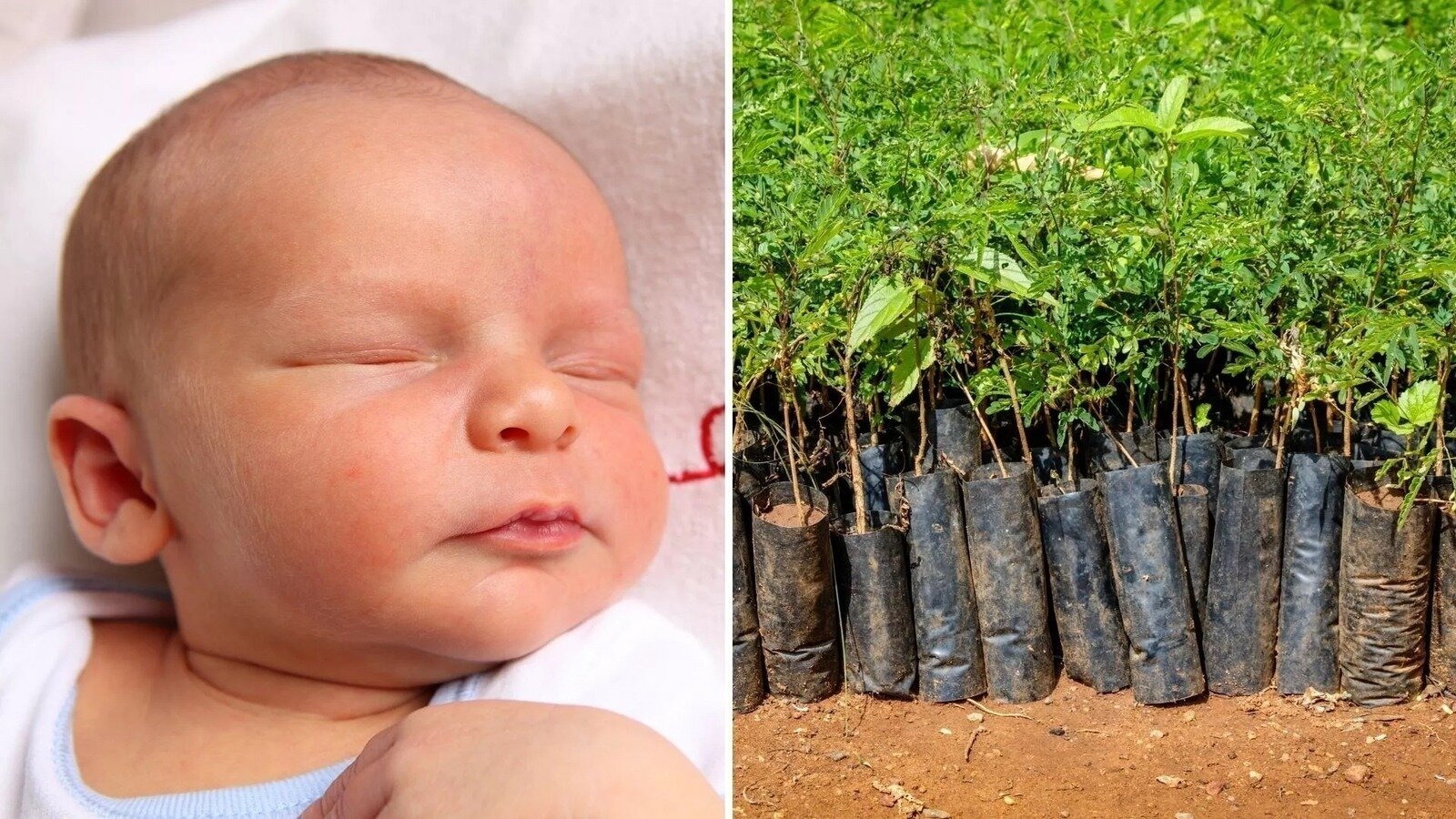 Petition · Establish a policy to plant a tree for every newborn baby ...