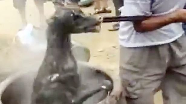 Petition update · Defenceless dogs scream in agony as they are boiled ...