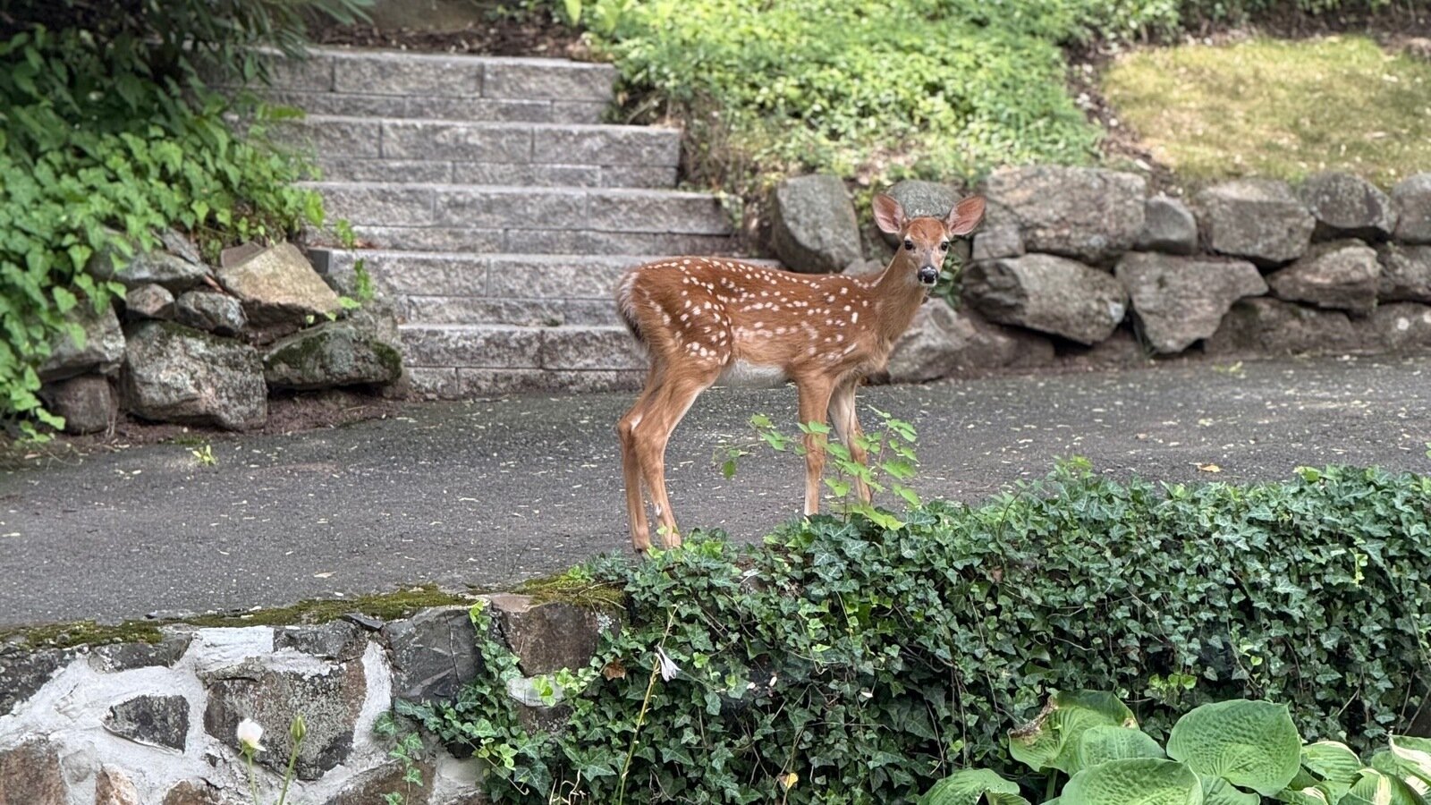 Petition · Stop the Essex County Deer Control Program — Choose Humane ...