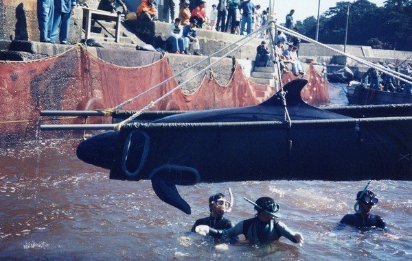 Petition · FedEx: Stop transporting live marine mammals for the ...