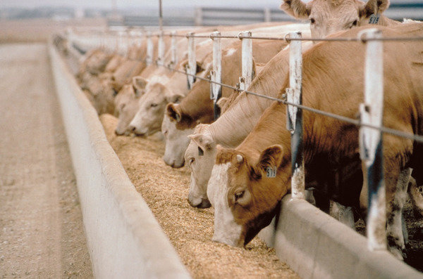 Petition · stop feeding cows corn - United States · Change.org