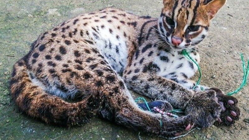 Petition · Save the Endangered Leopard Cat from Hunting - Philippines ...