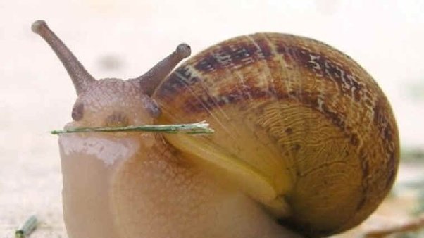 Petition · people stop eating snails they are too cute and wholesome ...