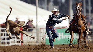 Petition · Please End Calf-Roping at the Calgary Stampede! · Change.org