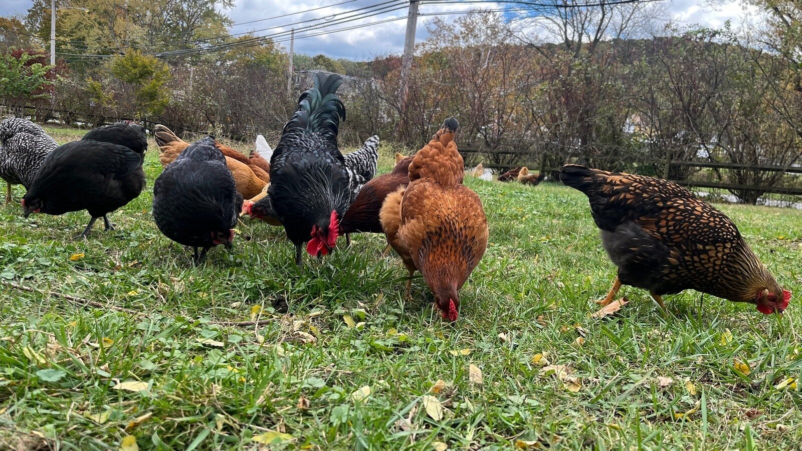 Petition · Valley Township needs new chicken laws!! - Coatesville ...