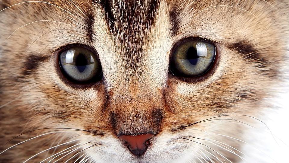 Petition · license for free neuter program Crete - Netherlands · Change.org