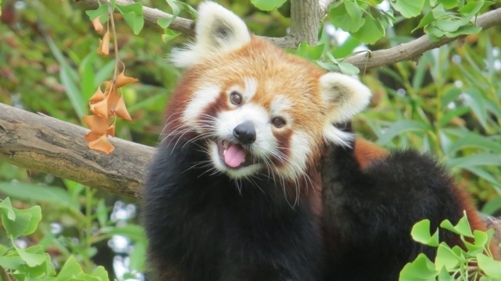Petition · Save Red The Pandas - United States · Change.org