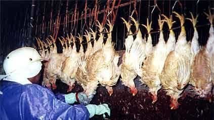 Petition · Stop the inhumane treatment of chickens in farms that are ...
