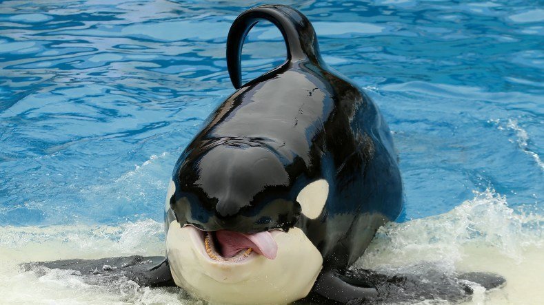 Petition · Help the orcas - United States · Change.org