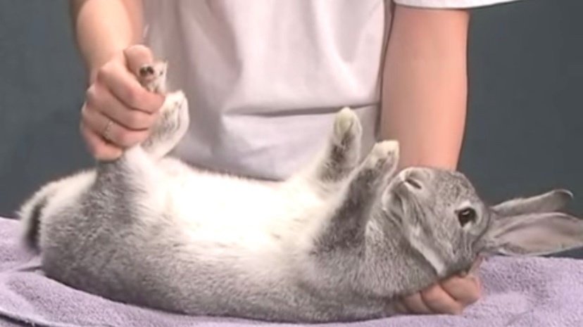 Petition · Stop 4-H and FFA from trancing bunnies - United States ...