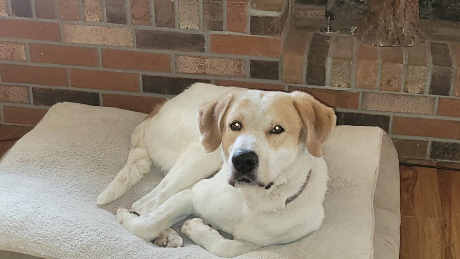 Petition update · URGENT: HELP SAVE SYSKO – THE FIGHT IS NOT OVER ...