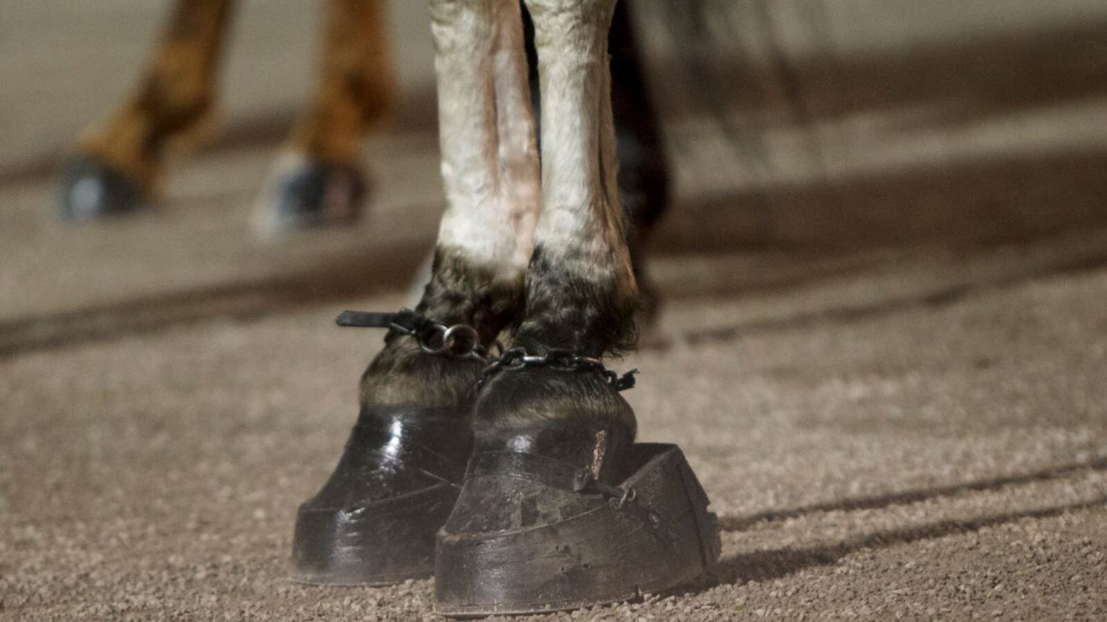 Petition · Ban the Inhumane 'Big Lick' Practices and the sport itself ...