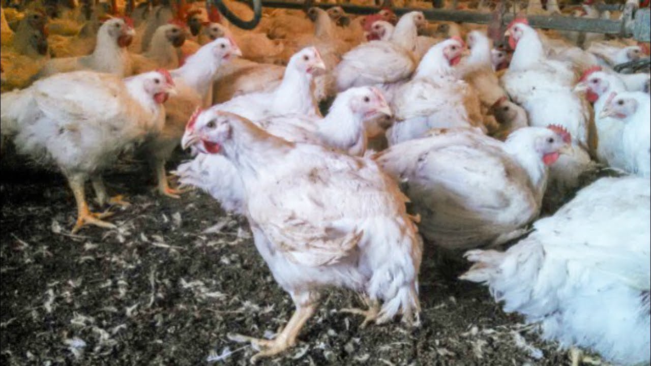 Petition · Stop McDonald's Cruelty Towards Chickens - Canada · Change.org