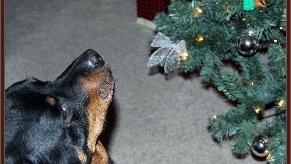 Petition · End Tail and Ear Docking: Promoting Compassionate Treatment ...