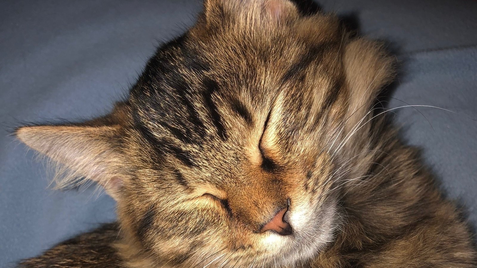 Petition · Save Our Precious Animals Known As Cats - United States ...