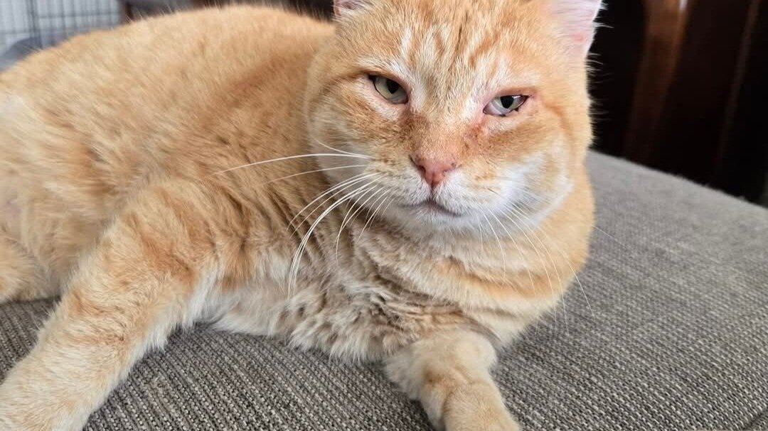 Petition · Urge the Board to Reinstate Volunteers Sharla and Kara Cope ...