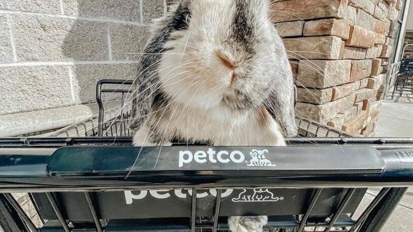 Petition · End the Sale of Rabbits at Petco Stores Nationwide - United ...