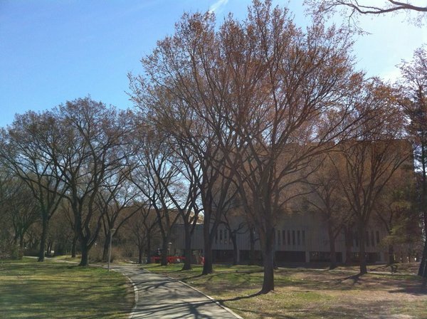 Petition · Spare the elm trees between the arts building and the Murray ...