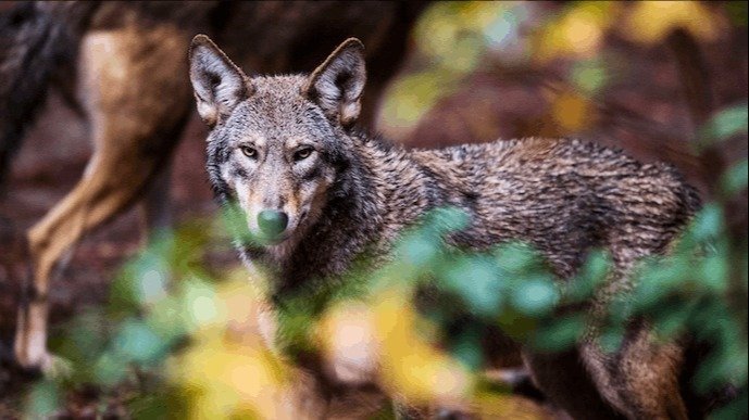 Petition · Save The Red Wolves - United States · Change.org