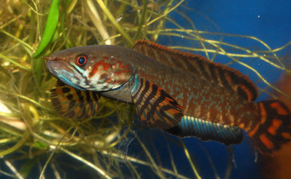 Petition · Legalize Dwarf Snakehead Species · Change.org