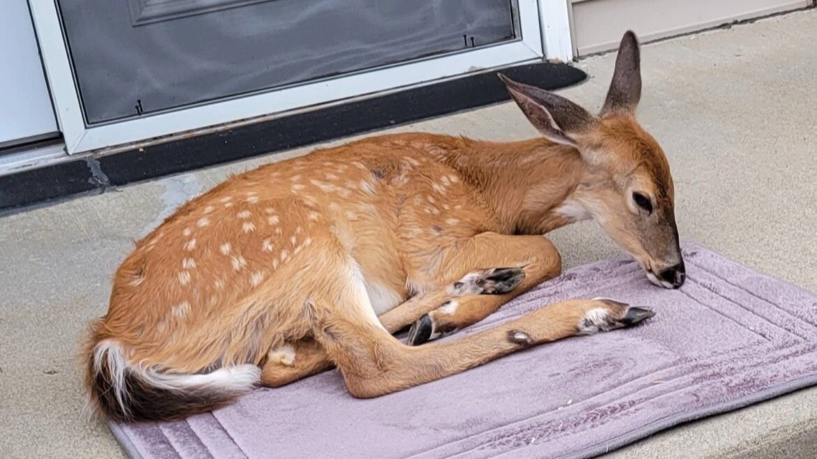 Petition · Protect Baby the Deer's Right to be an Emotional Support ...