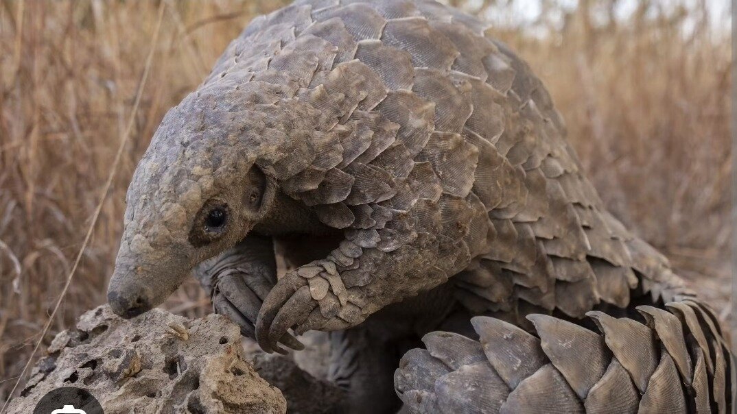 Petition · Ban poaching and trafficking of pangolins - United States ...