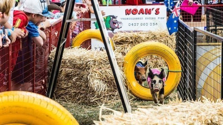 Petition · End the use of animals for entertainment in the Australian ...