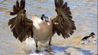 Petition · a mad therapy goose ( just mad for no reason) · Change.org