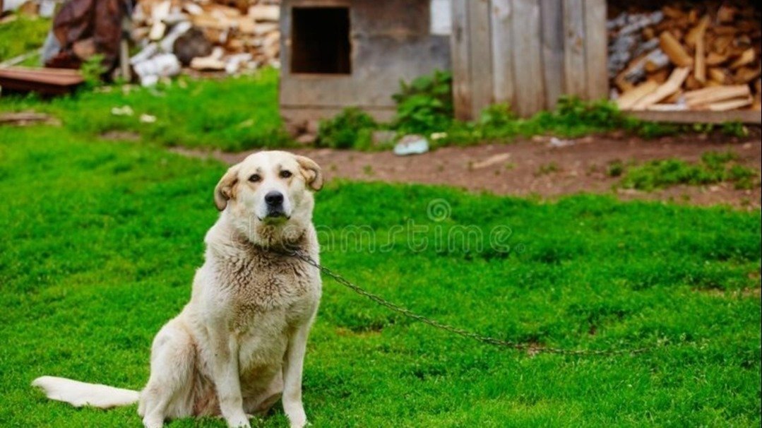 Petition · To ban unsupervised tethering/chaining of dogs throughout ...