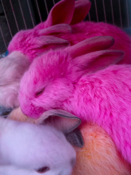 Petition · Do not allow rabbits and chickens to be artificially dyed ...