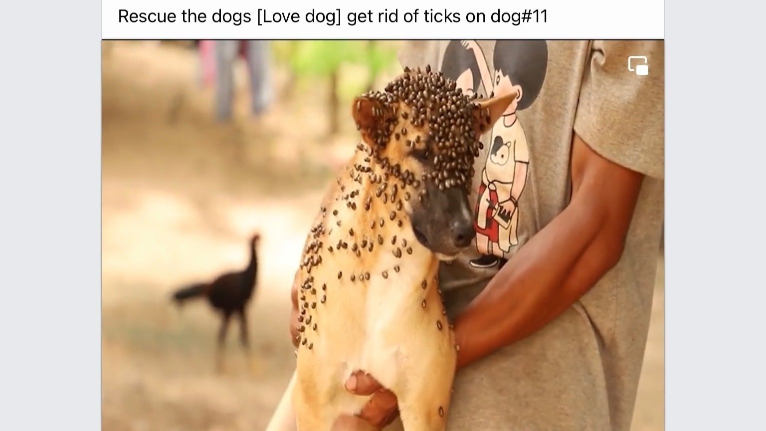 Petition · Remove page Rescue Animals from Facebook for staging animal ...