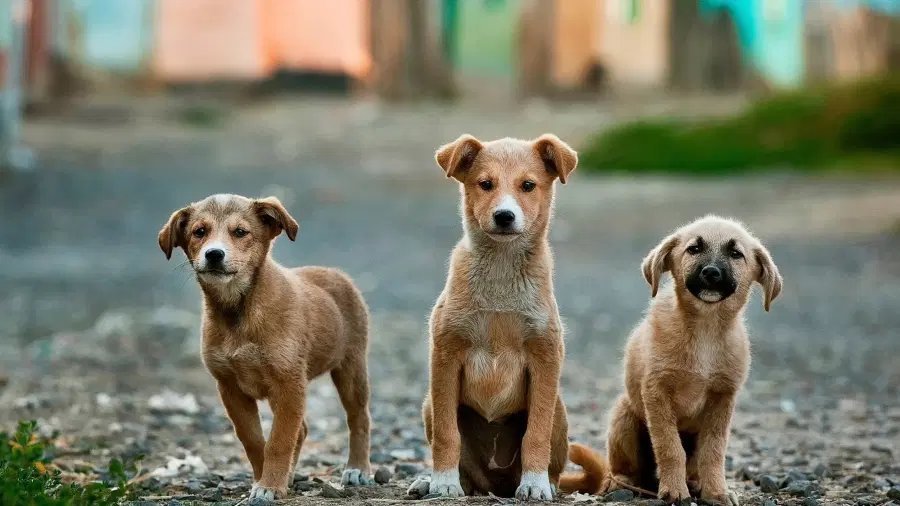 Petition · Help the needy animals of Odisha! - India · Change.org