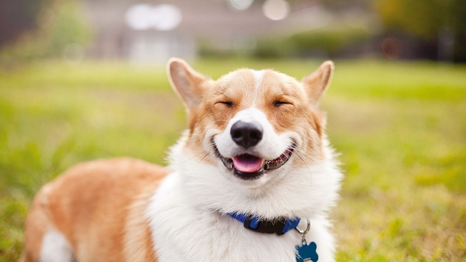 Petition · Petition for my mom to let me get a dog - Canada · Change.org