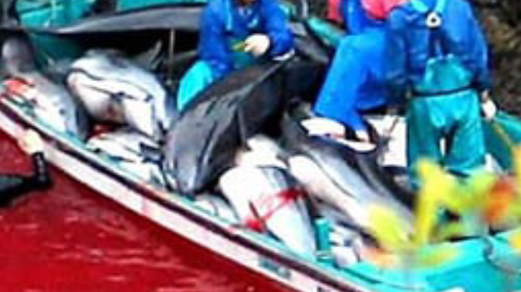 Petition · End The tragic Taiji Dolphin hunt - New Zealand · Change.org