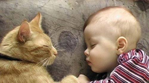 Petition · More strict animal laws - India · Change.org