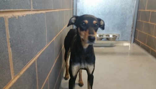 Petition update · RSPCA, NSW Animal Welfare Code of Practice, Wagga ...