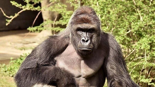 Petition · Put Harambe on the dollar bill - Washington, United States ...
